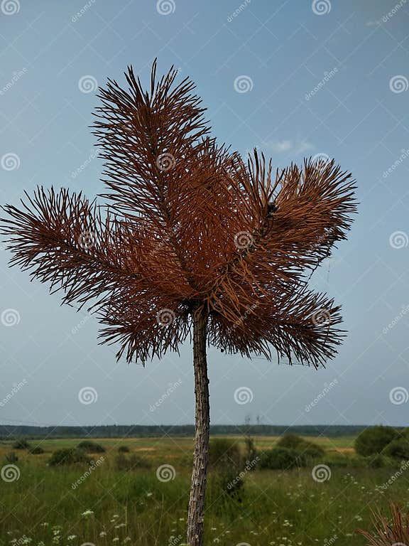 Dead pine tree stock photo. Image of wild, meadow, needles - 168466818