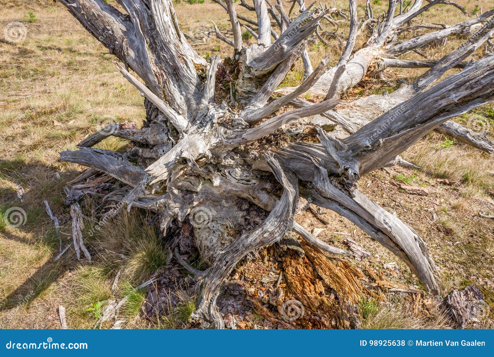 Dead pine tree. stock photo. Image of europe, hoge, netherlands - 98925638