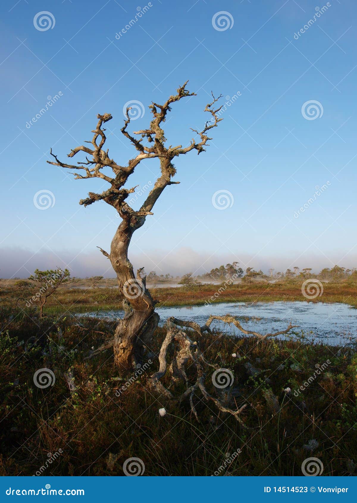 Dead pine tree in a marsh stock image. Image of lake - 14514523