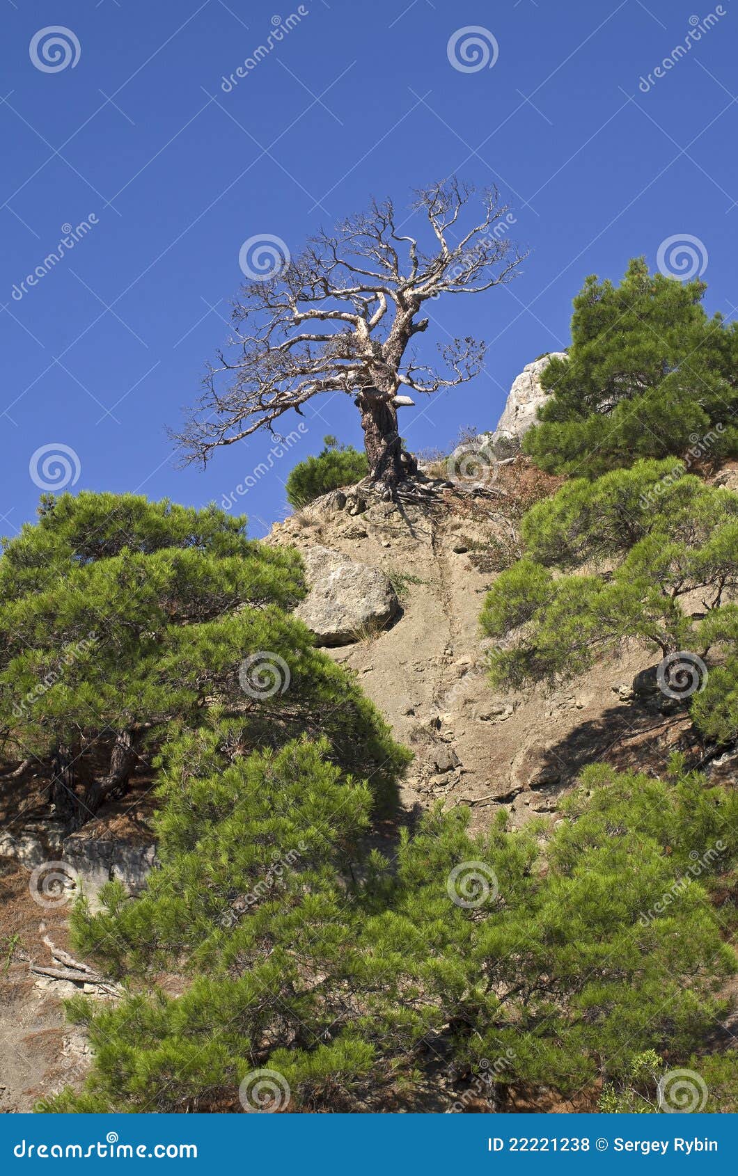 Dead Pine Tree in the Mountains. Stock Photo - Image of coniferous ...