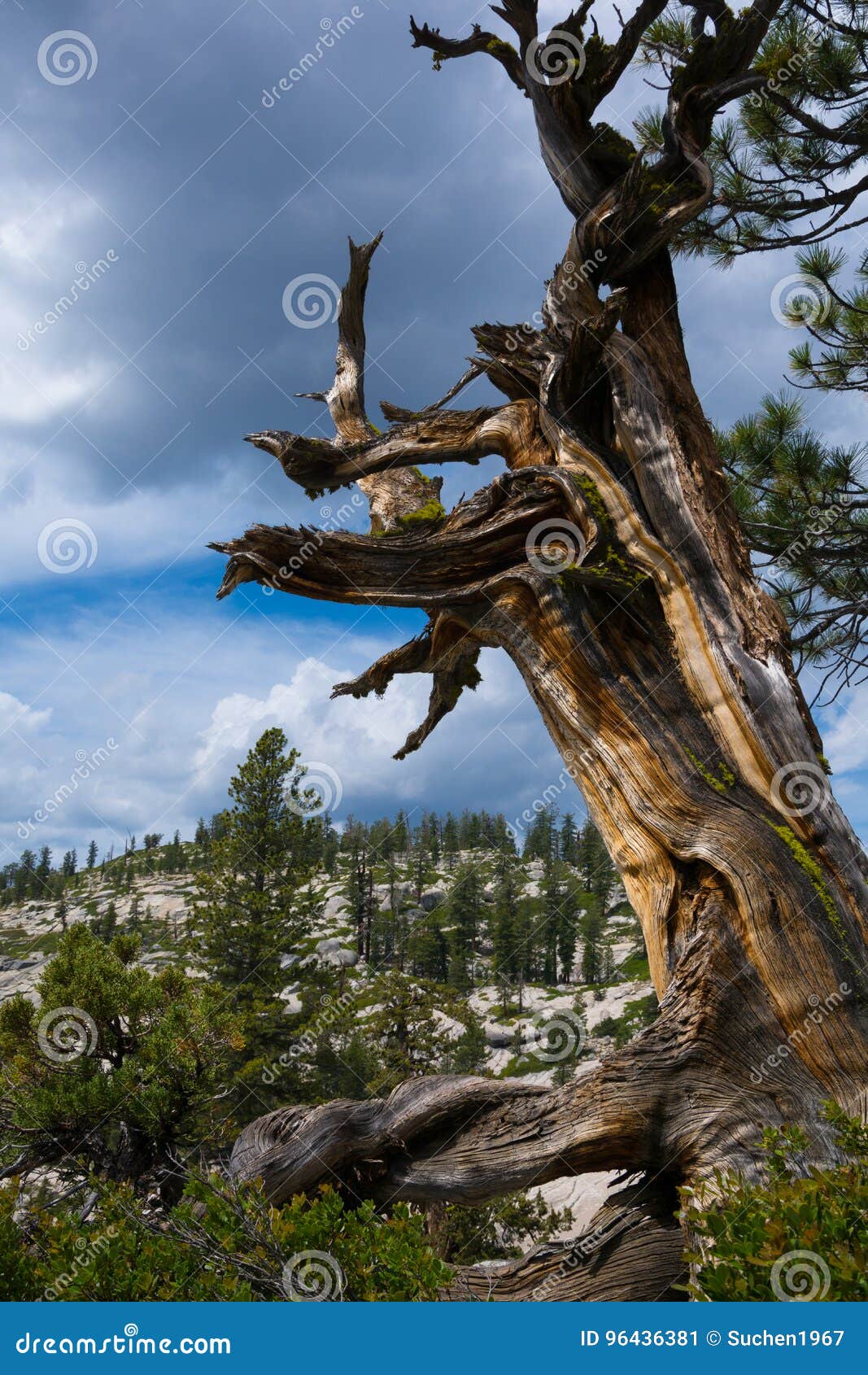 Dead Pine Tree, Olmsted Point, Yosemite National Park Stock Image ...