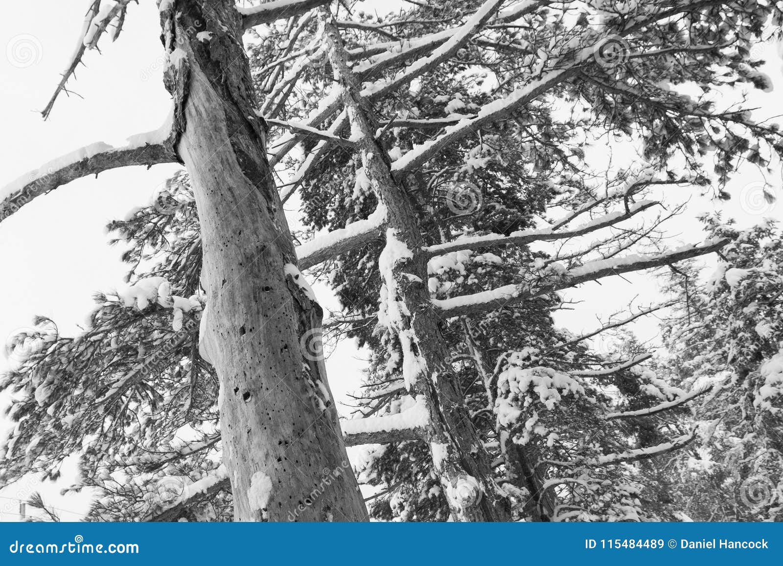 Dead Tree in Winter with Snow Stock Image - Image of black, nature ...
