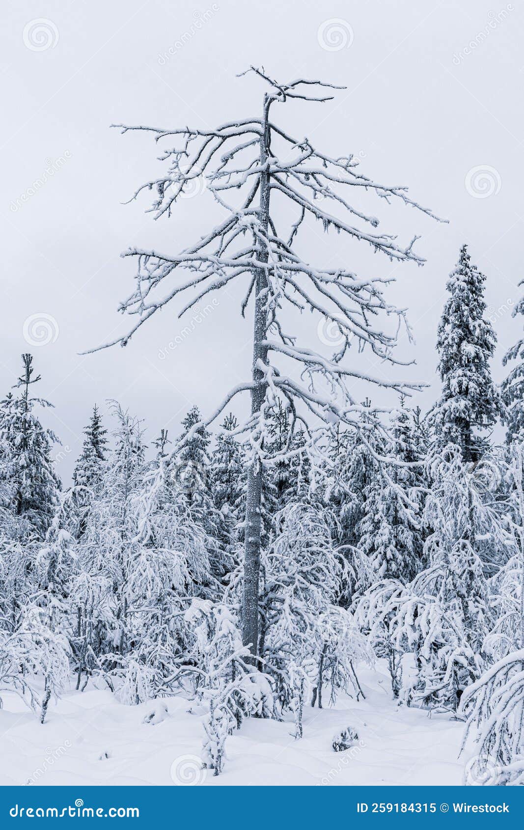 Dead pine tree in winter stock image. Image of vinter - 259184315