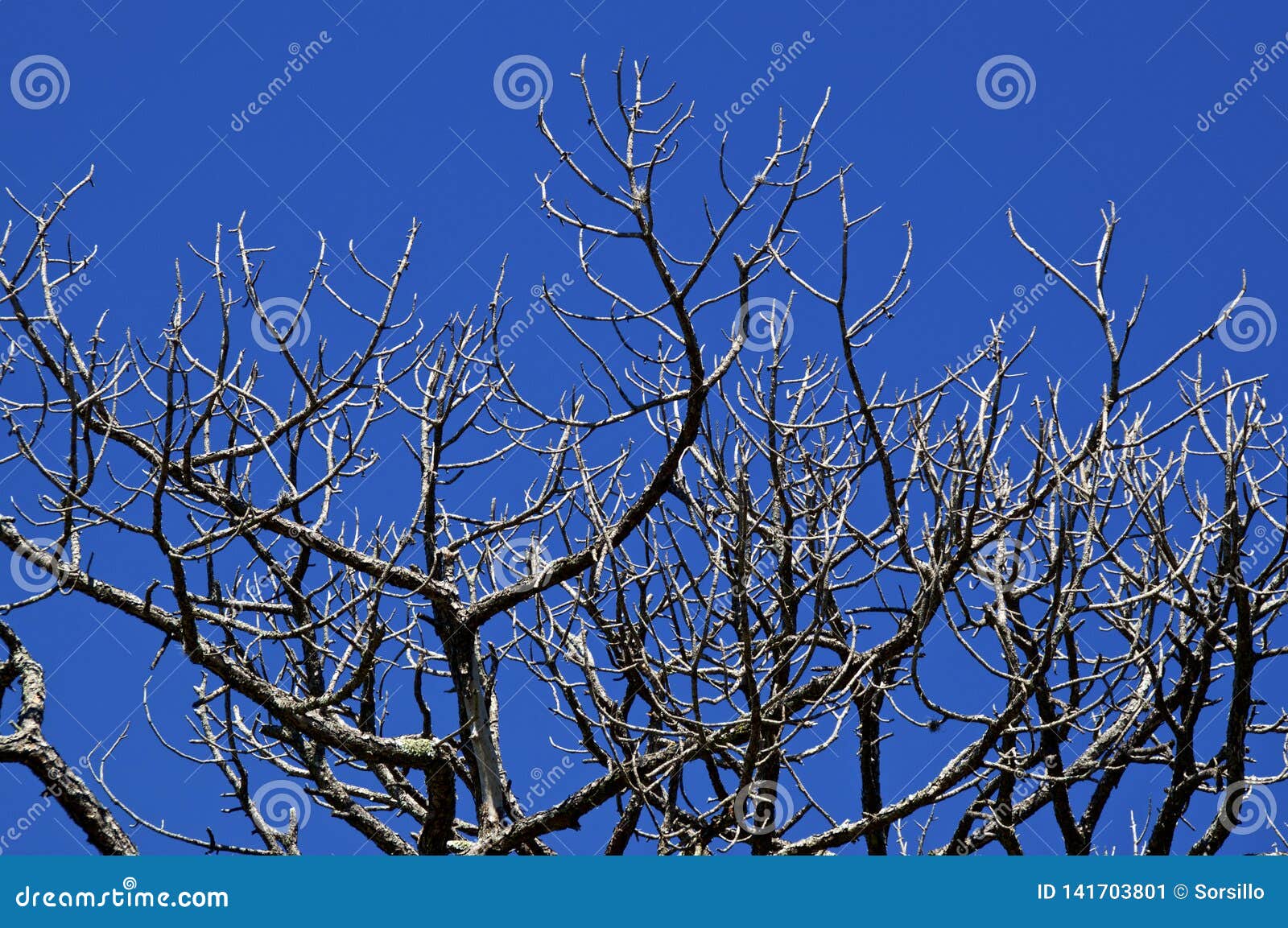Dead Pine Trees with Deep Shadows Stock Image - Image of blue, tops ...