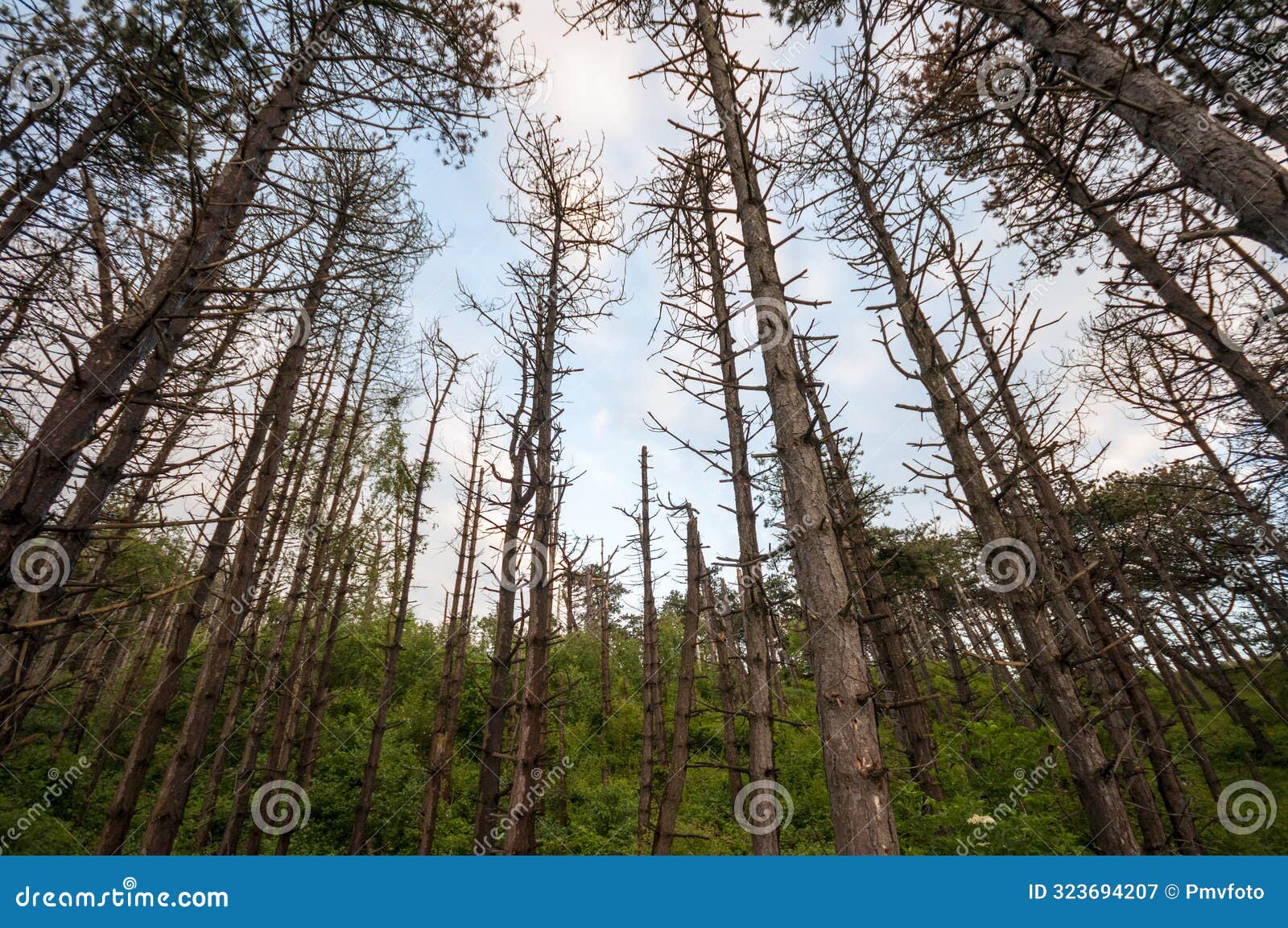 Dead Pine Trees in a Forest Caused by the Bark Beetle Stock Image ...