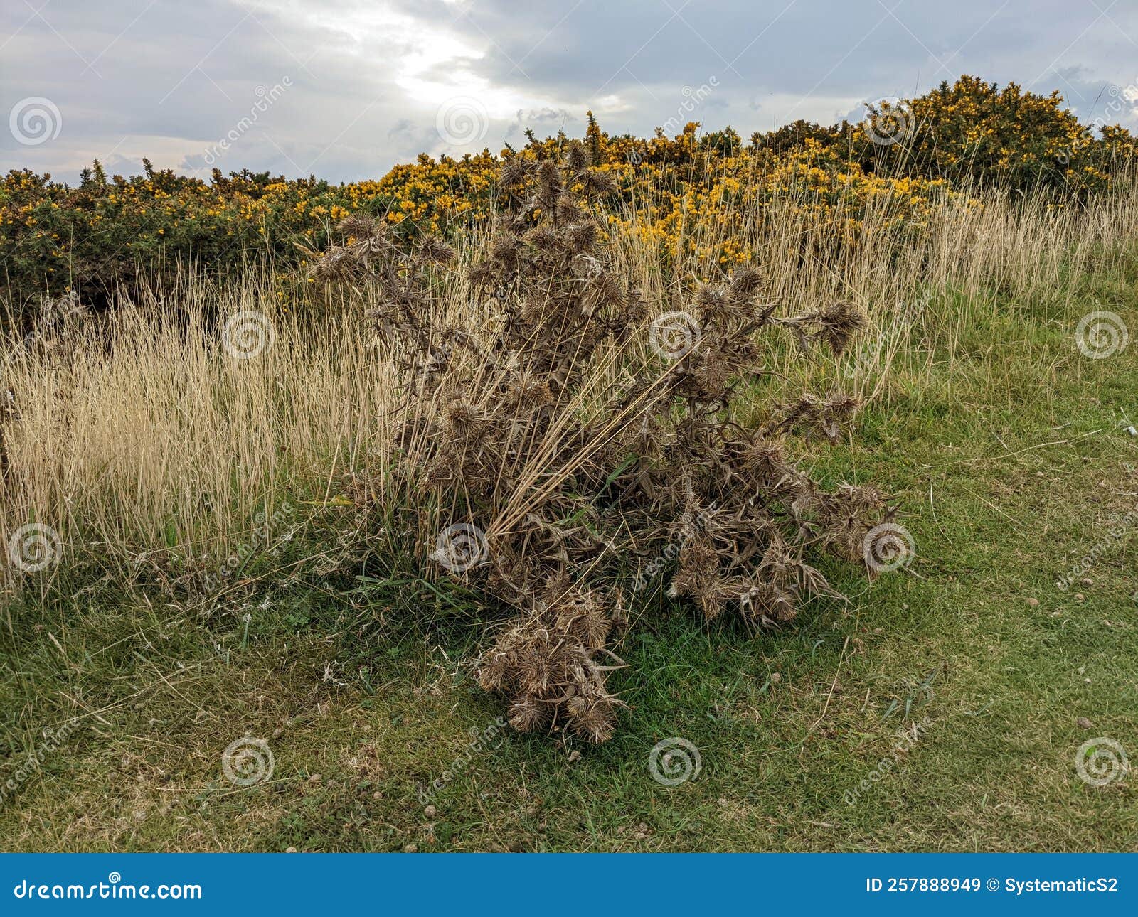 Dead Plant Grass Background Clouds Stock Image Image Of Foliage Nature 257888949