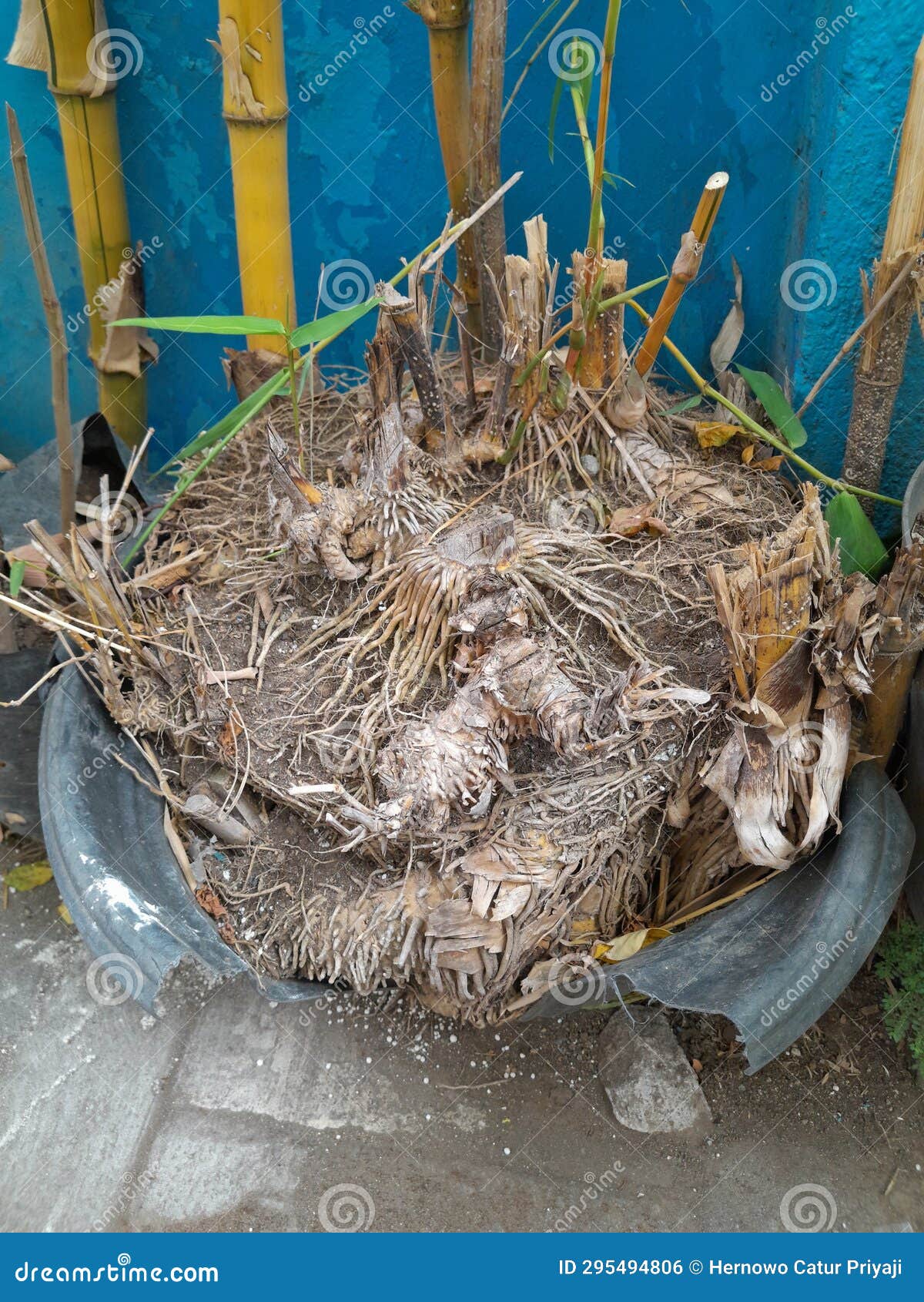 Dead Plant Roots Damage Their Pots Stock Photo - Image of dead, pots ...