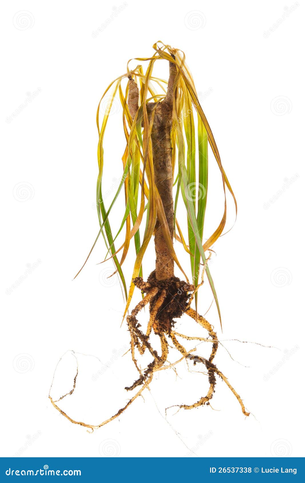 Dead Plant Showing Roots Over White Stock Photo - Image of dried ...