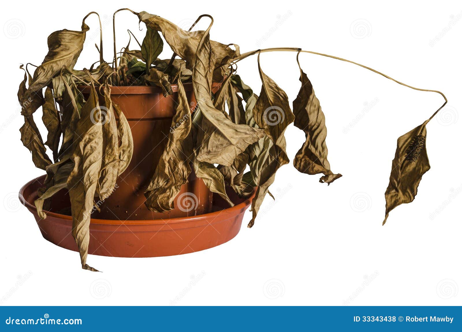 A Dead Plant Of Platycerium Bifurcatum (Tanduk Paku) Stock Image ...