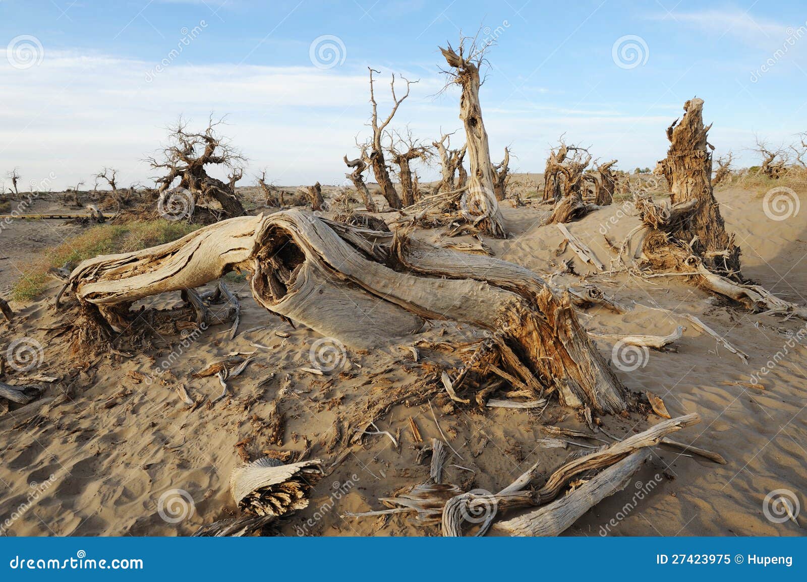 Dead Popular Diversifolia Forest Stock Image - Image of decay, decayed ...