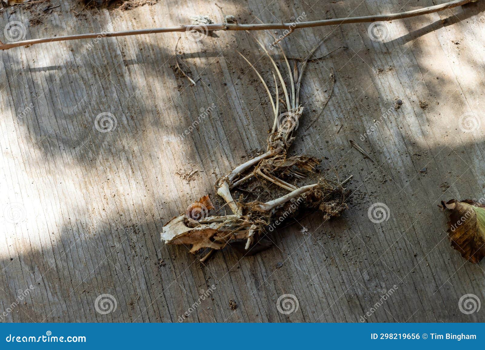 Dead Poultry Skeleton on the Ground Stock Photo - Image of animal ...