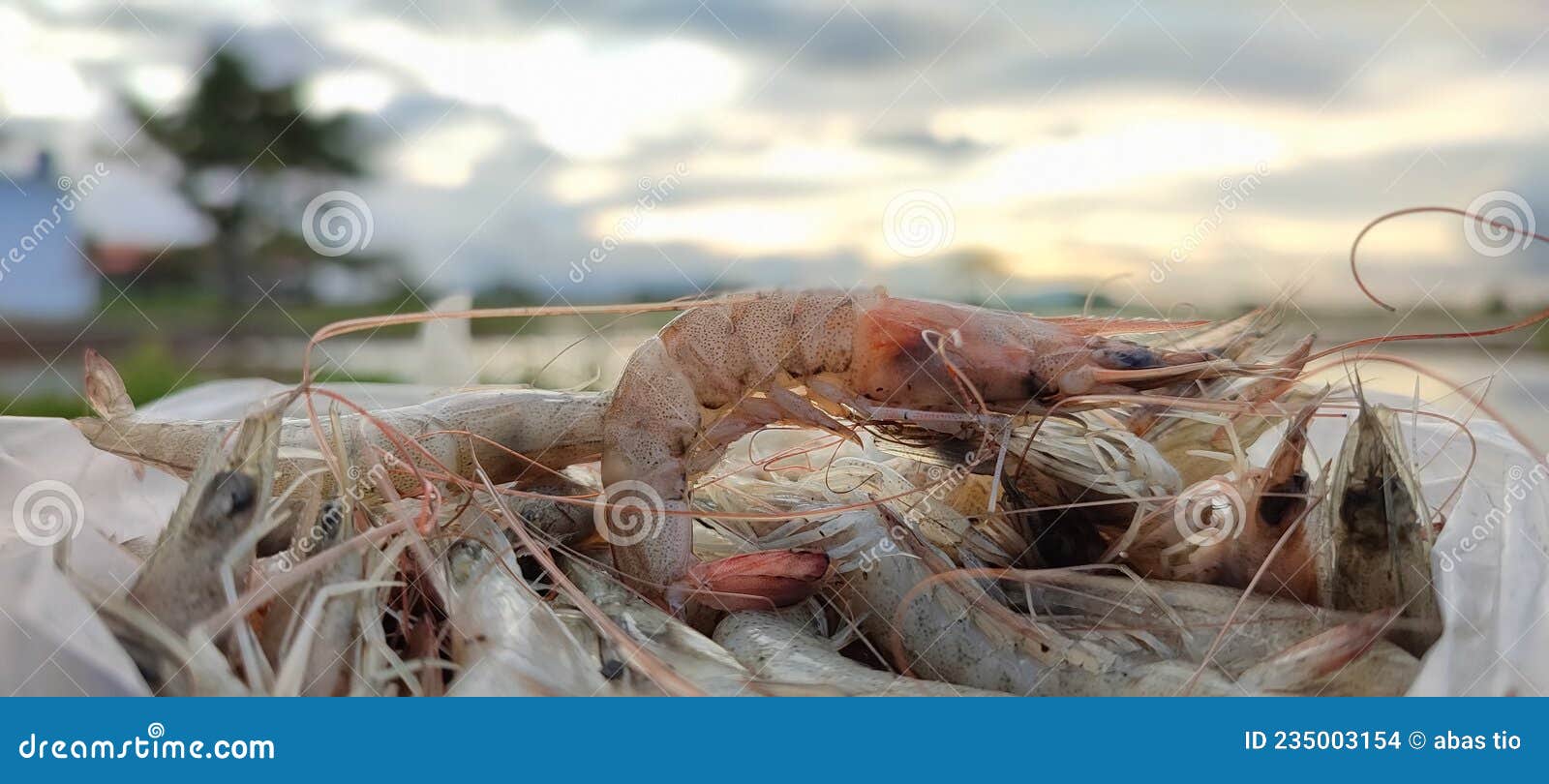 Dead Prawns Baited by Predatory Fish Stock Photo - Image of prawns ...