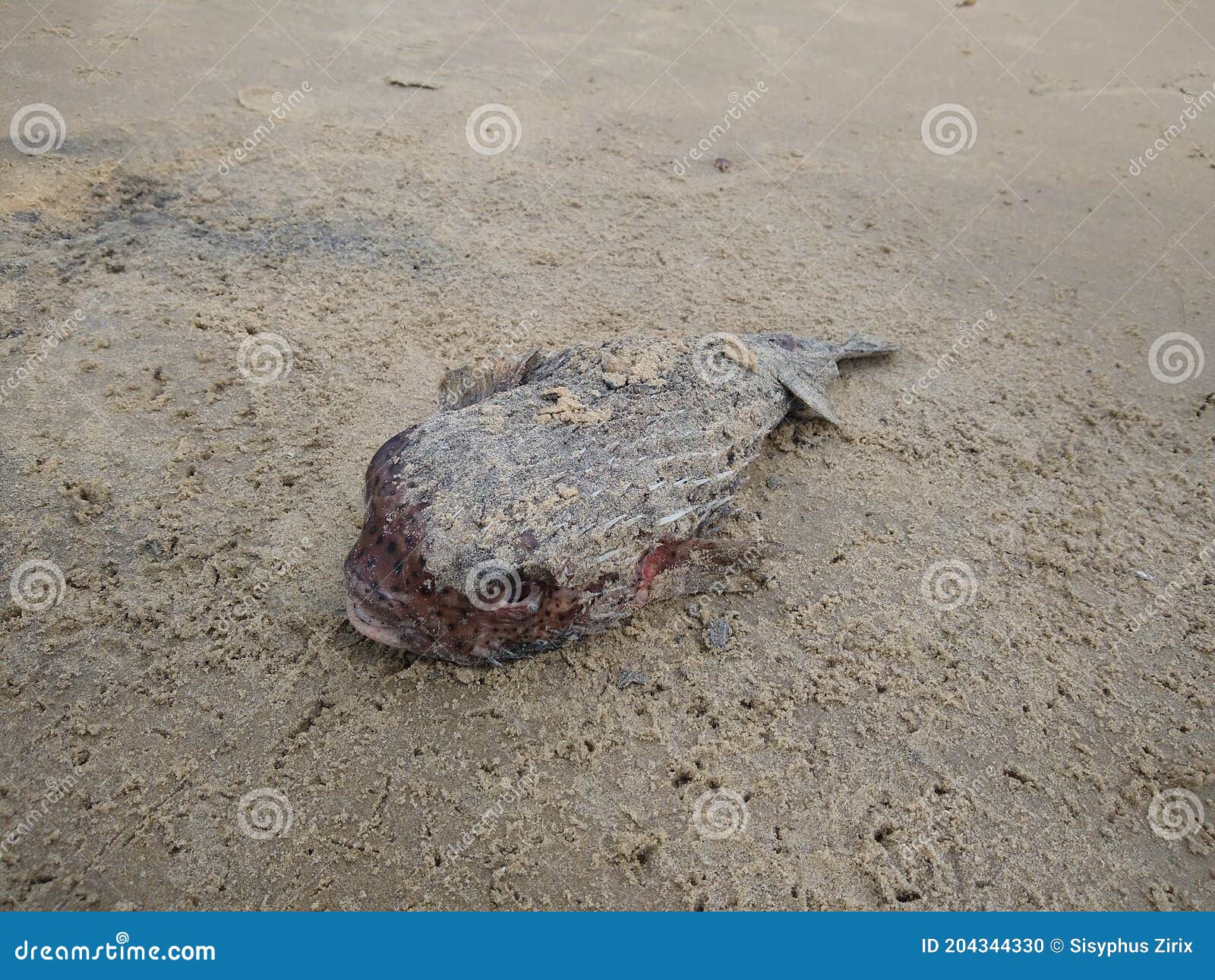 Dead Puffer Fish on the Beach Stock Photo - Image of rock, animal ...