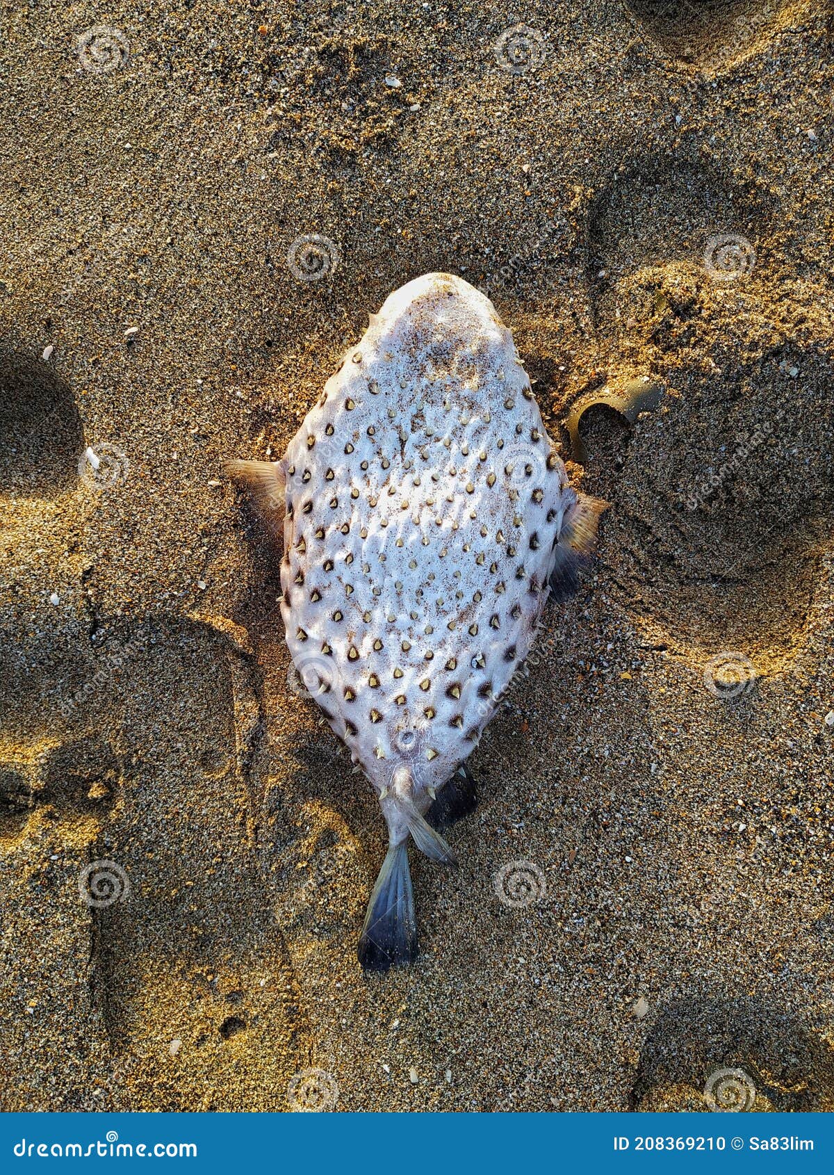 Dead Puffer Fish Objects Washed Up On Tropical Beaches Royalty-Free ...