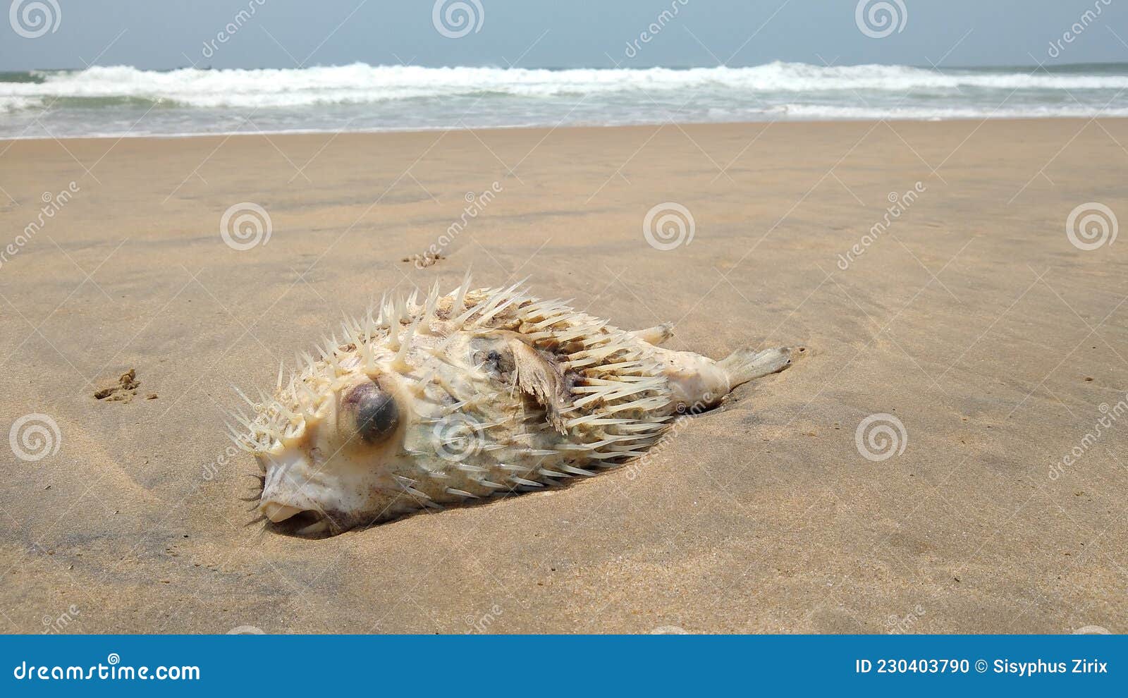 Dead Puffer Fish on the Beach, Close-up View Stock Photo - Image of ...