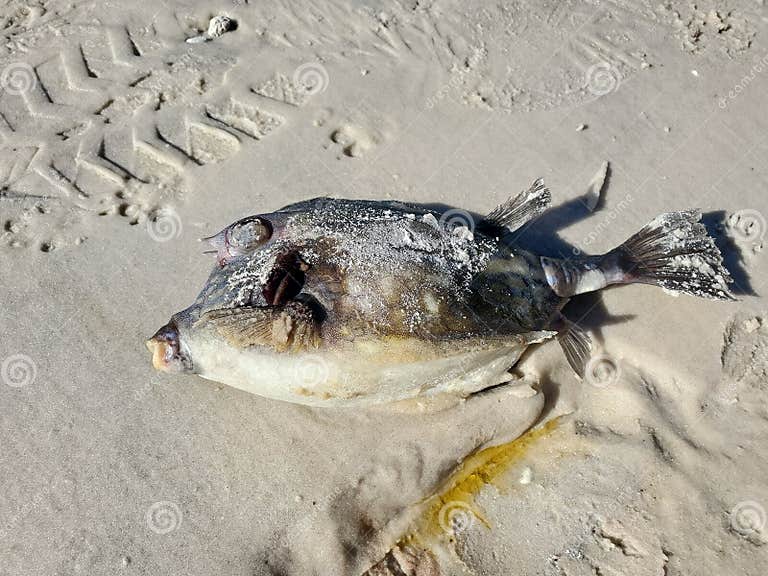 Dead Puffer Fish on the Beach Stock Photo - Image of amphibian, seafood ...