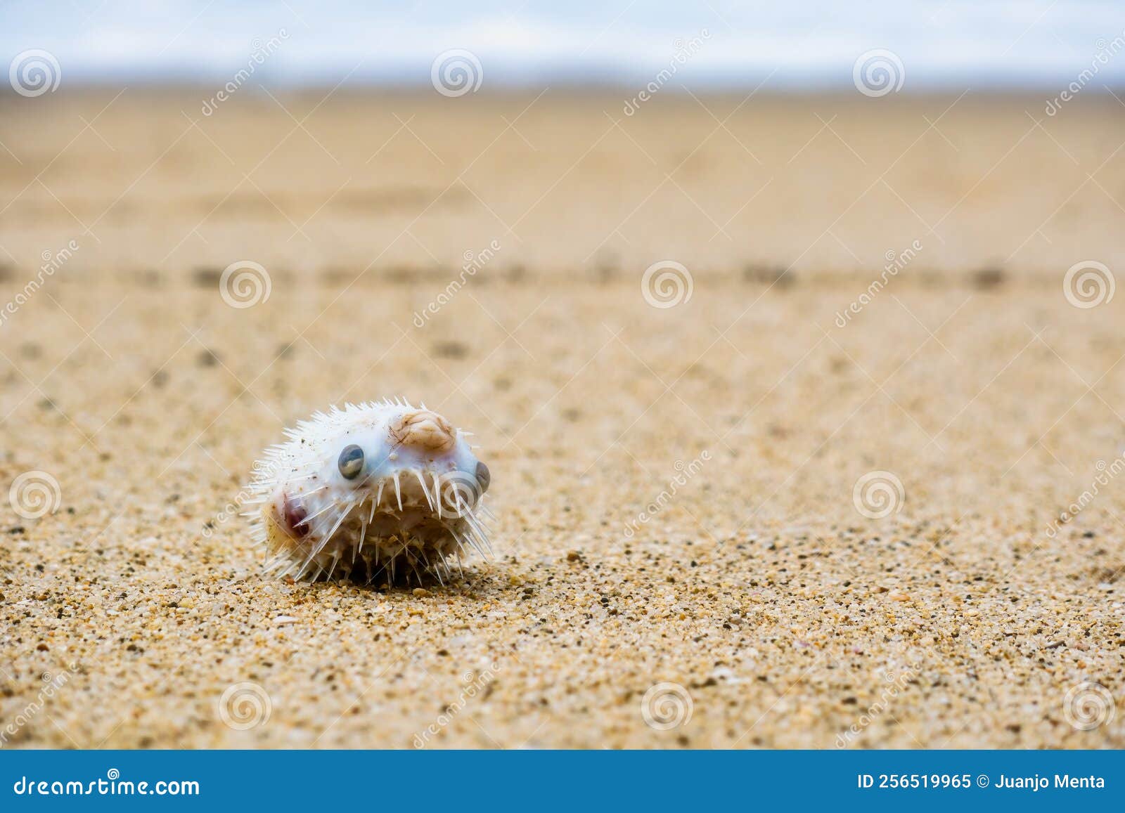 Dead Puffer Fish on the Beach on the Sand with Copyspace Stock Image ...
