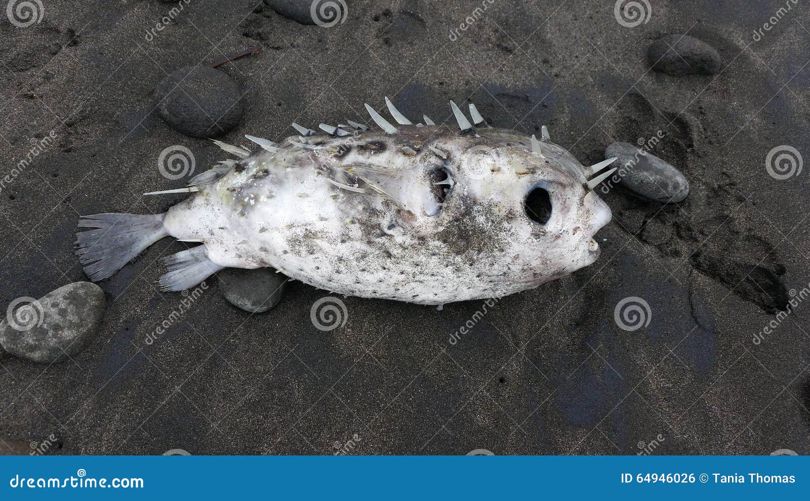 Dead Puffer Fish Washed Up on the Beach Stock Photo - Image of blowfish ...