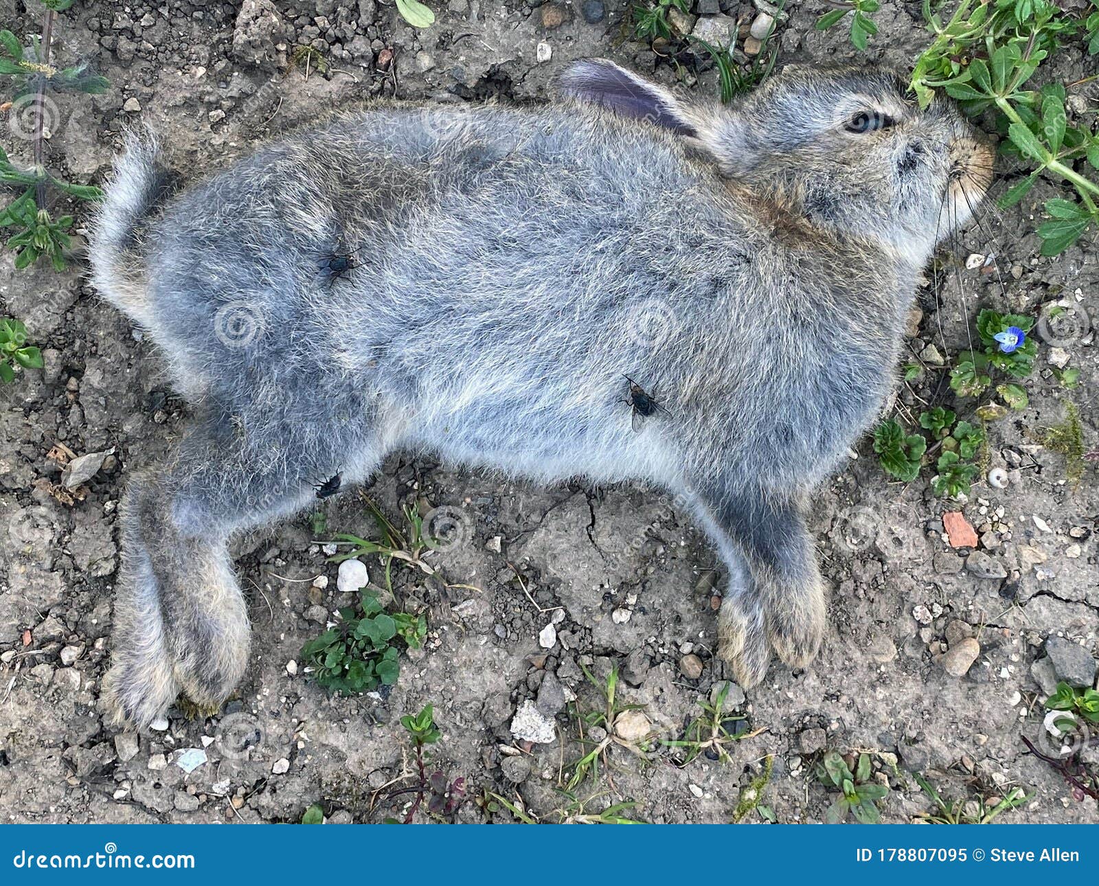 Dead Rabbit - Decomposition Stock Image - Image of wildlife, death ...