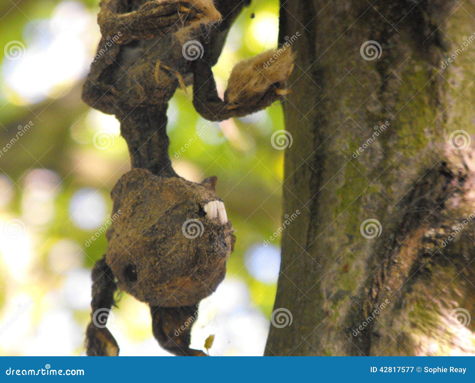 Dead Rabbit editorial photography. Image of hanging, sand - 42817577