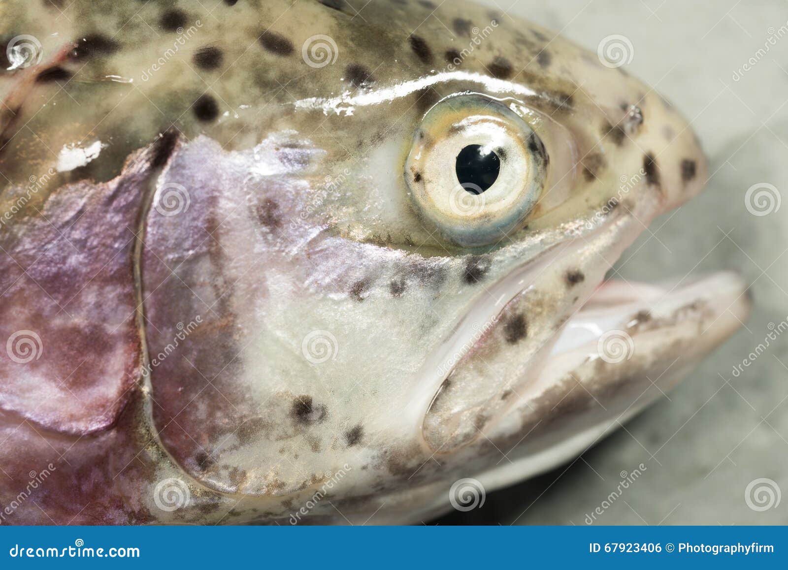 Dead Rainbow Trout head stock photo. Image of head, trout - 67923406
