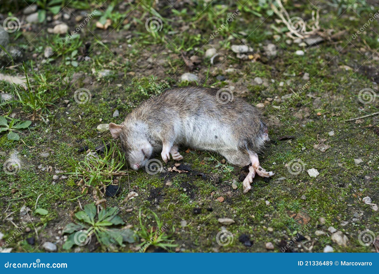 Dead rat stock image. Image of rodent, dead, pest, body - 21336489