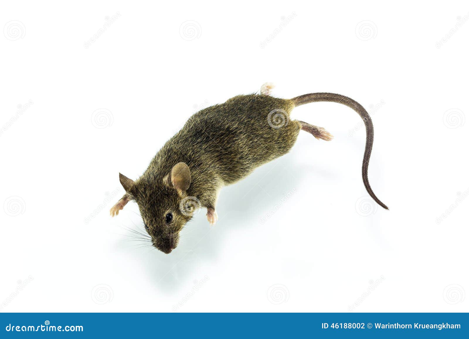 Dead rat stock photo. Image of corpse, mouse, animal - 46188002