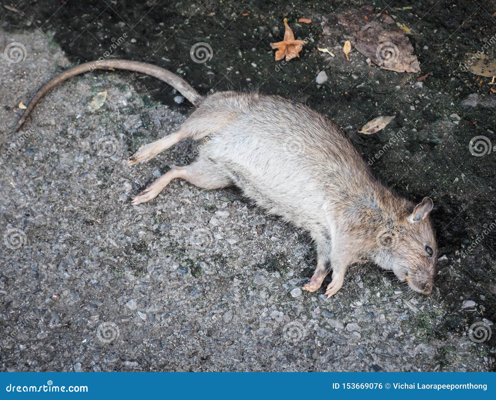 Dead Rat Death on the Sidewalk Floor. Stock Photo - Image of nature ...