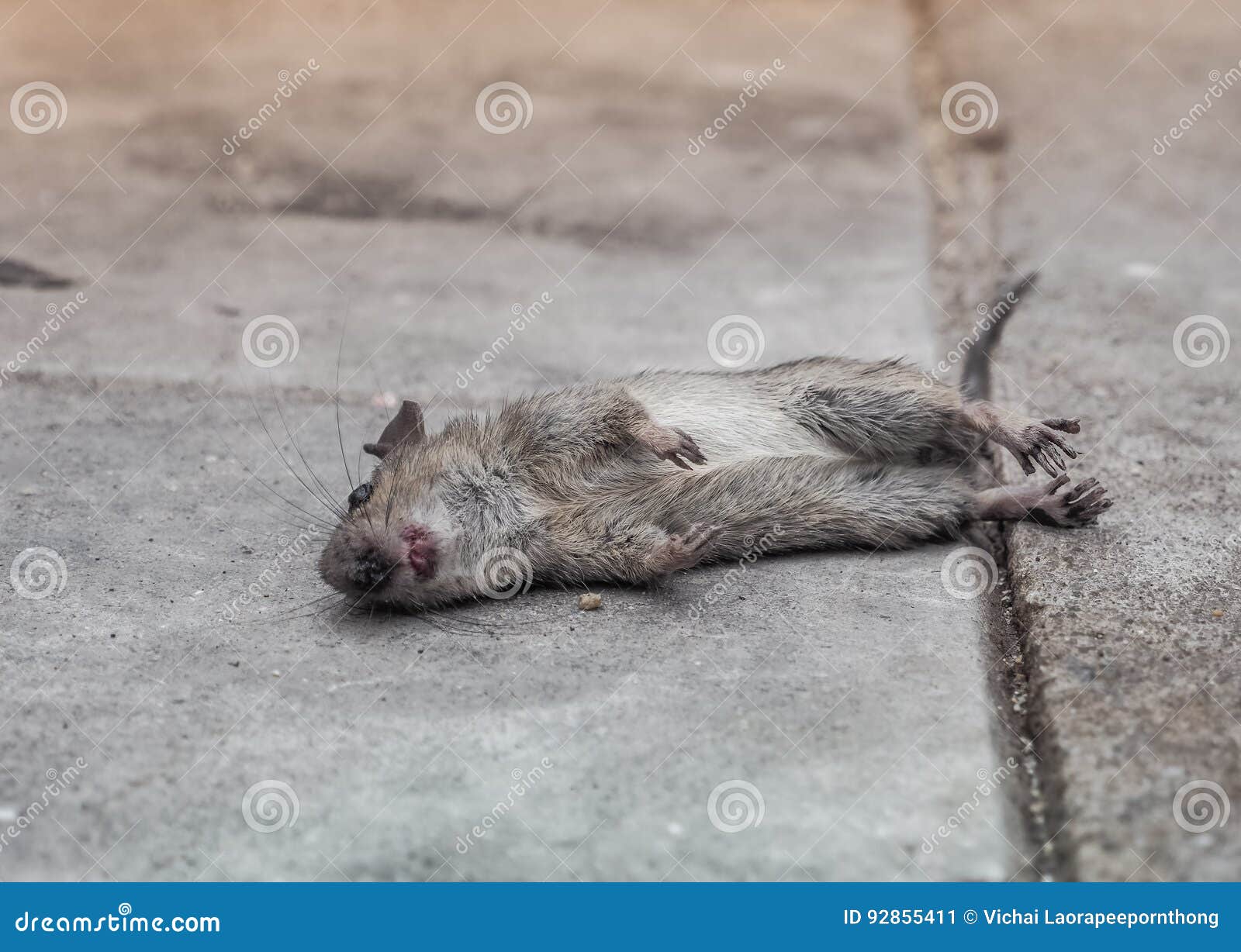 Dead Rat Death on the Sidewalk Stock Image - Image of sickness, food ...