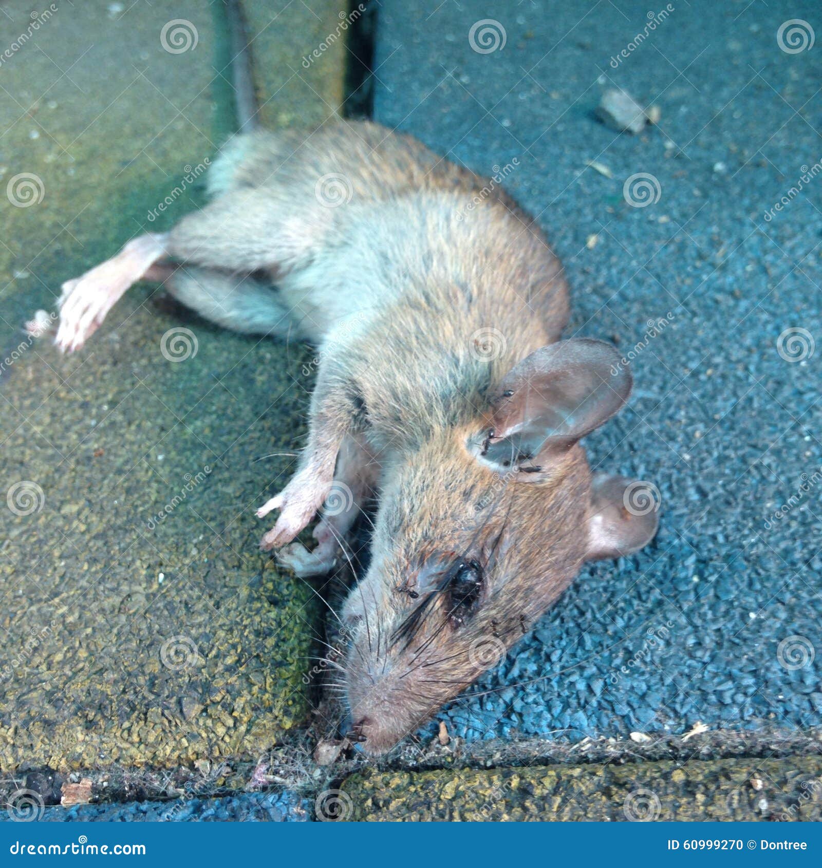 Dead rat stock photo. Image of lifeless, closeup, ground - 60999270