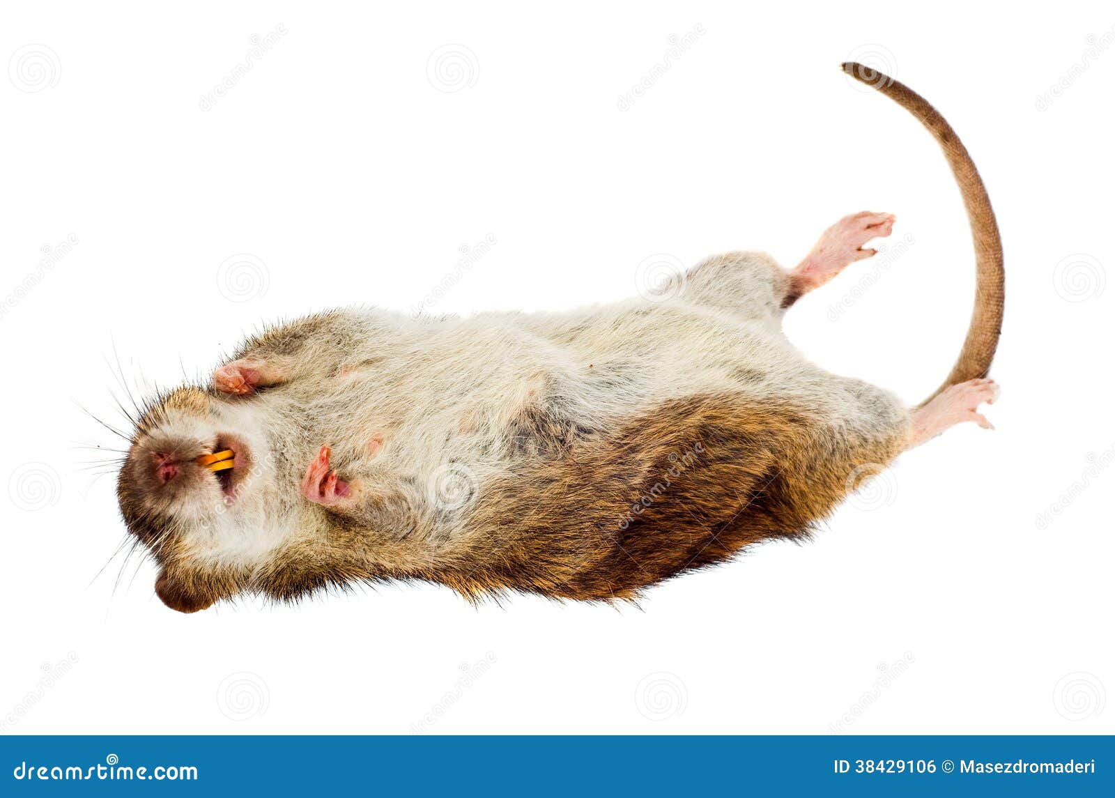 Dead rat stock photo. Image of tail, dead, white, brown - 38429106