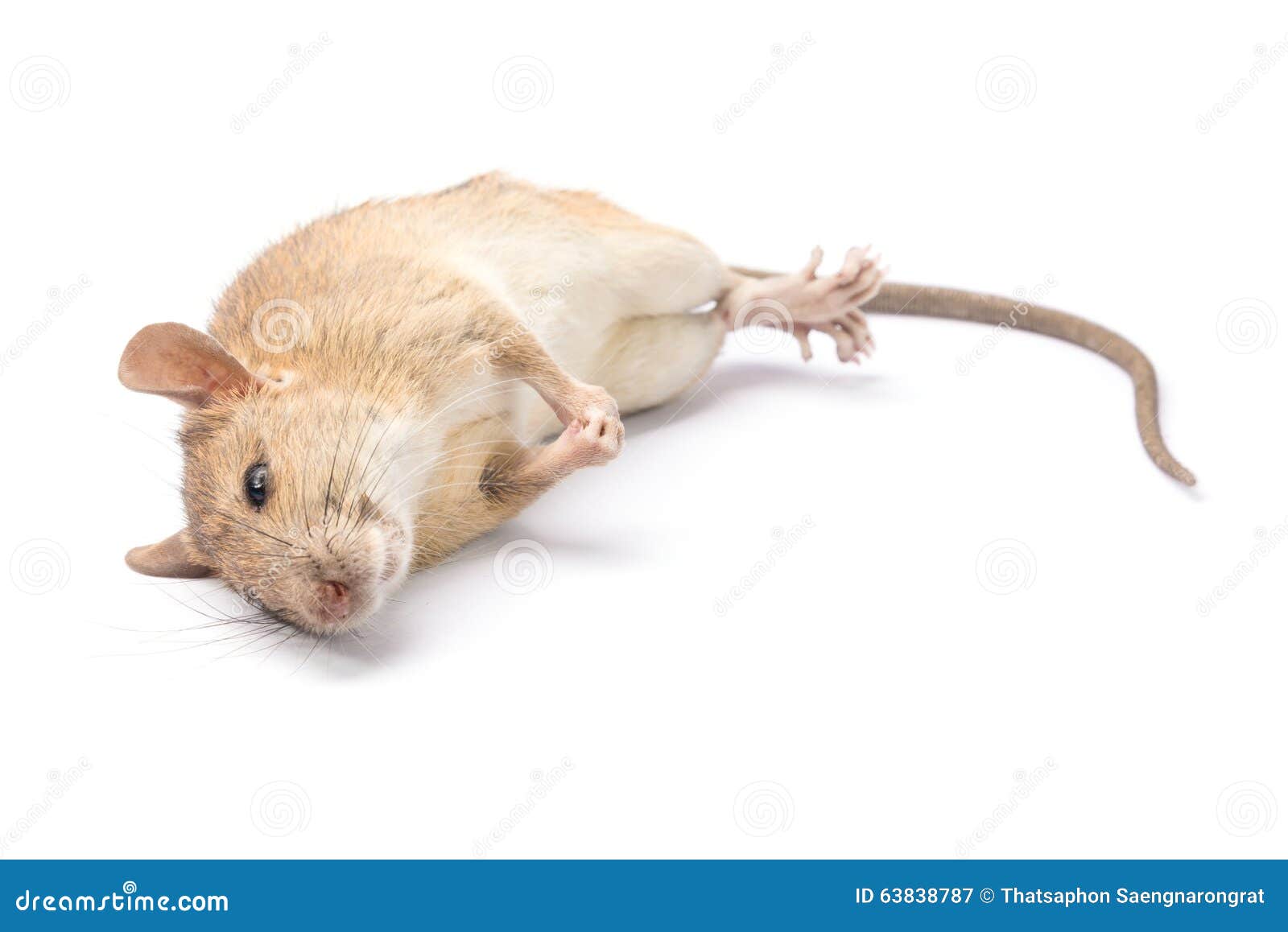 Dead Rat Isolated on White Background Stock Image - Image of rodent ...