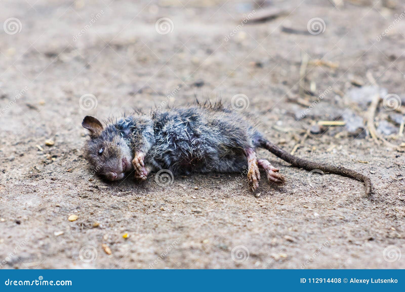 The Dead Rat Lies on the Ground Stock Photo - Image of rotten, broken ...