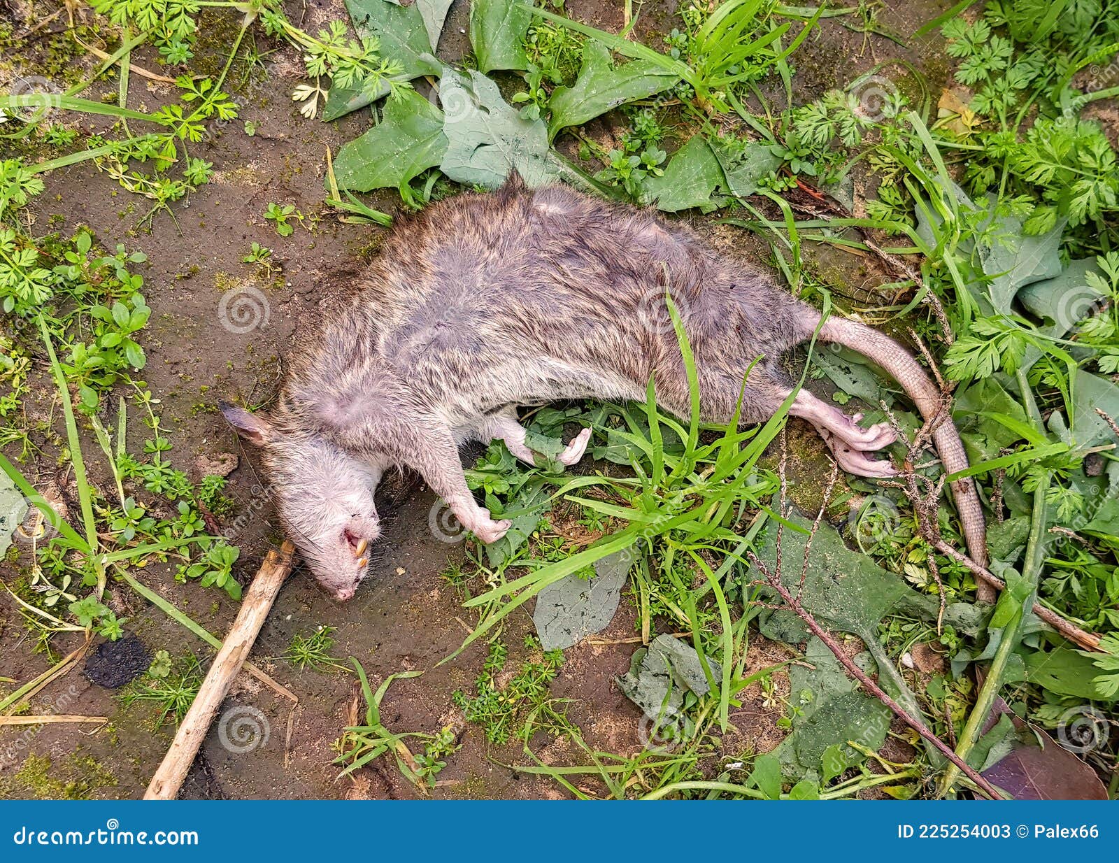 Dead Rat stock image. Image of environment, trap, damage - 225254003