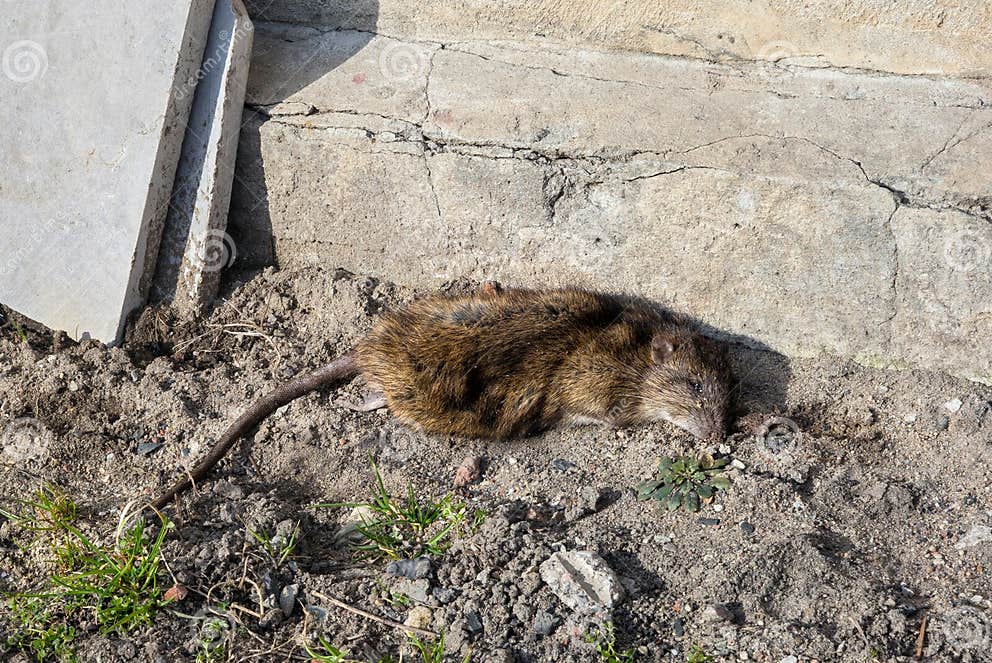 Dead rat stock image. Image of animal, wild, pests, extermination ...