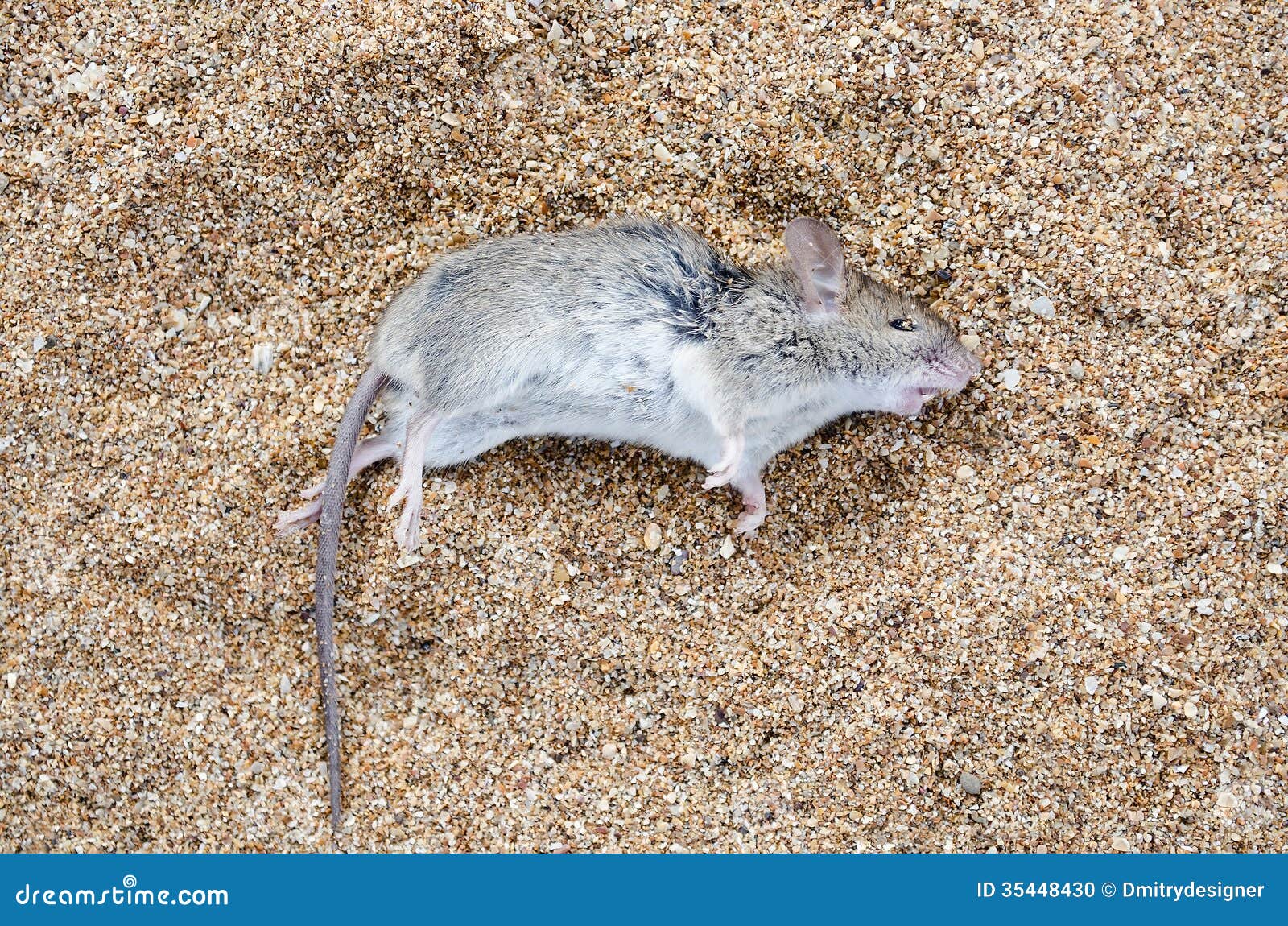 Dead rat stock photo. Image of pest, gnawer, poison, scary - 35448430