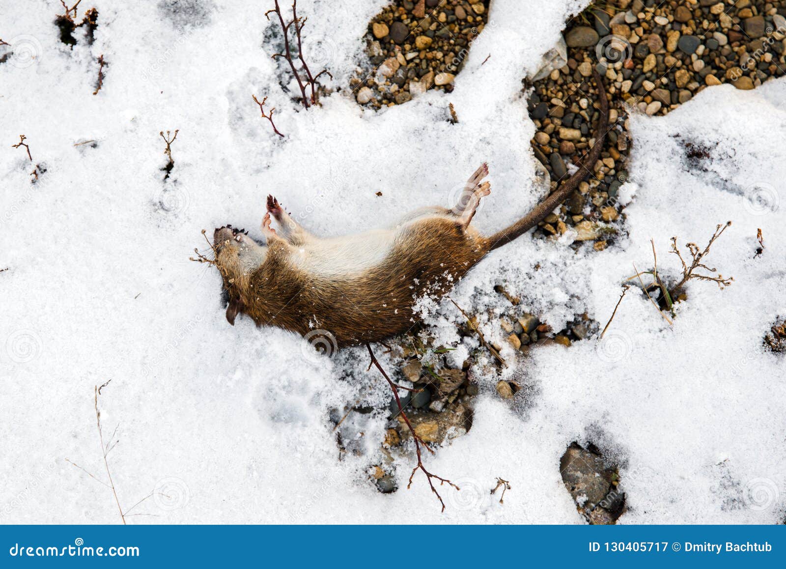 Dead rat on snow stock image. Image of body, closeup - 130405717