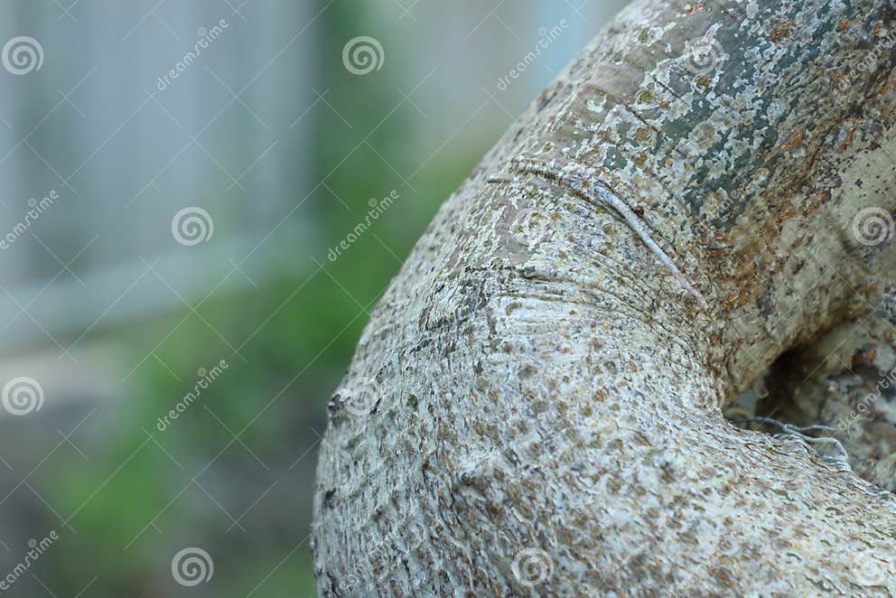 Dead-rat Tree, Monkey-bread Tree Upside-down Tree, Cream of Tartar Tree ...