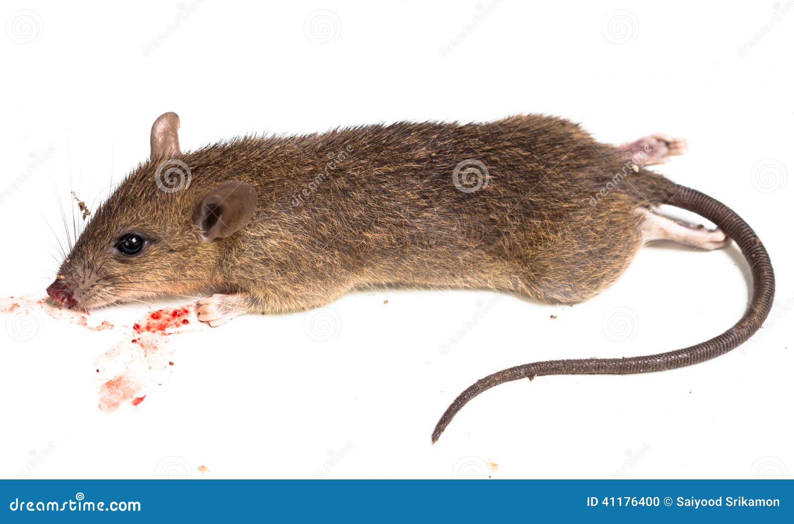 Dead rat stock photo. Image of dirt, basically, mammals - 41176400