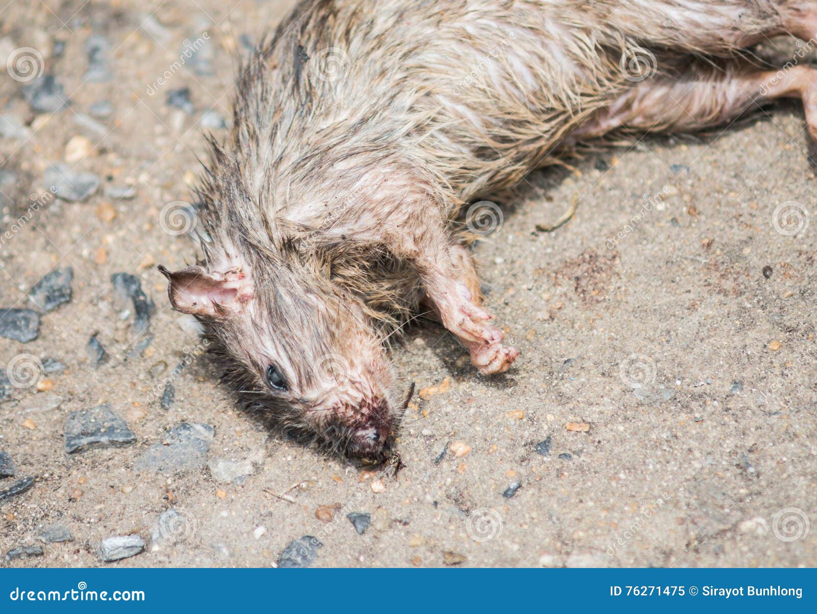 Dead rats on floor. stock image. Image of illness, gray - 76271475