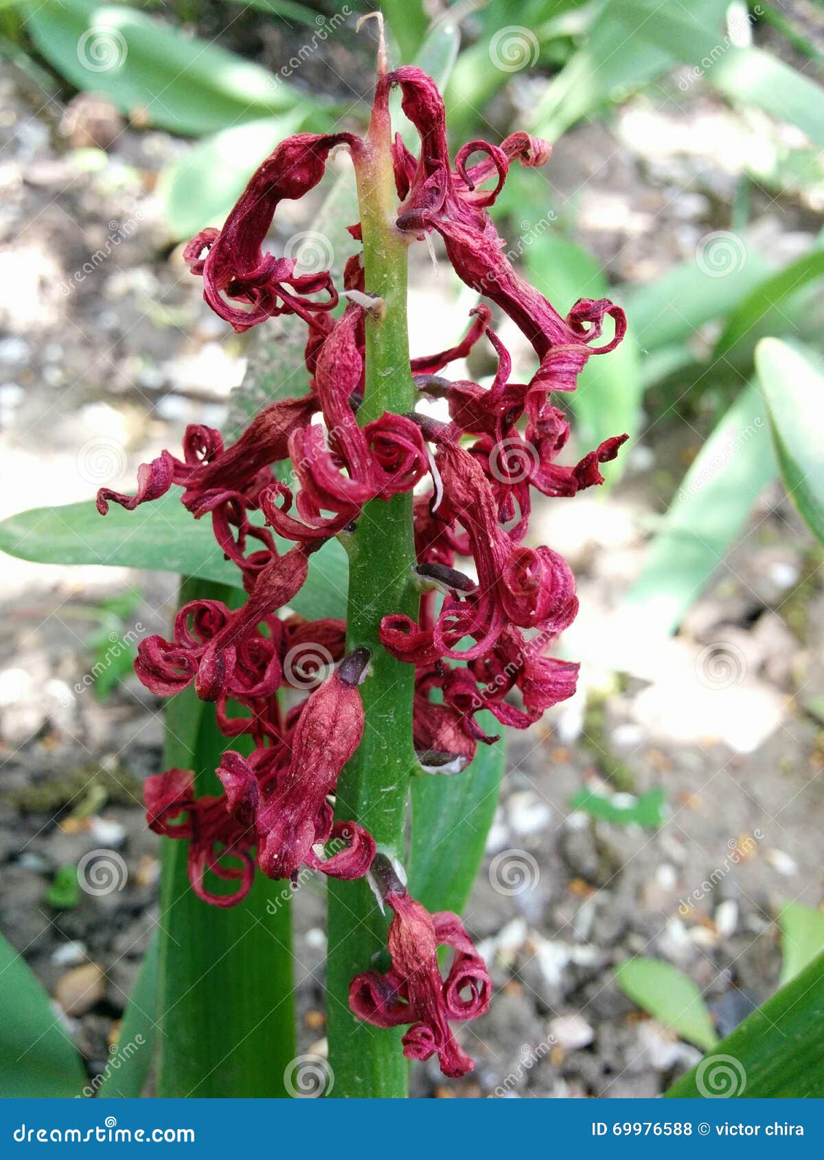 Dead red flower stock photo. Image of withered, small - 69976588