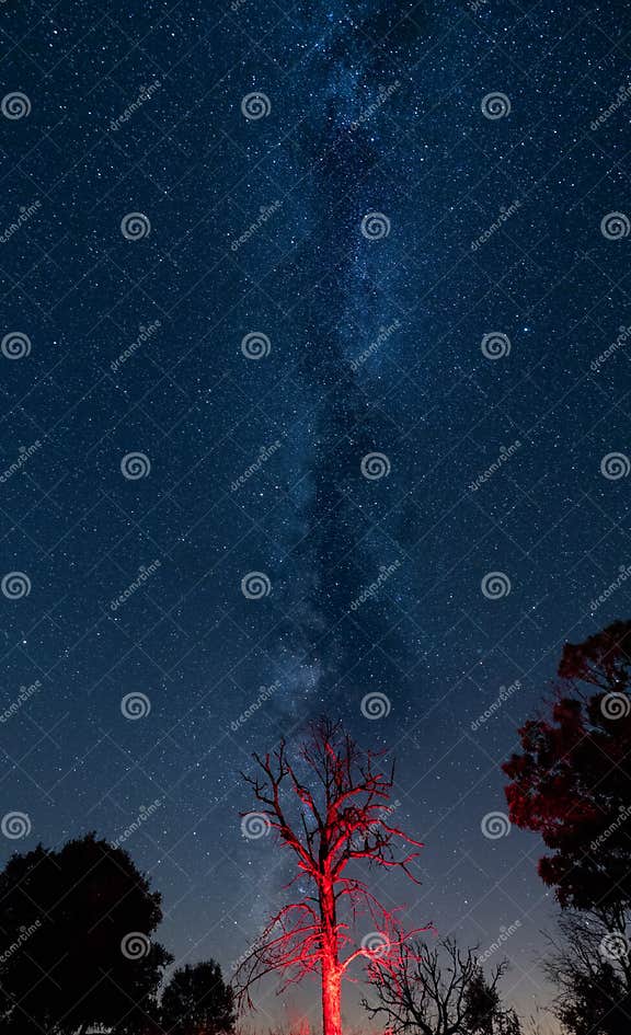 Dead Red Tree Under the Milky Way Stock Photo - Image of dream, mystery ...