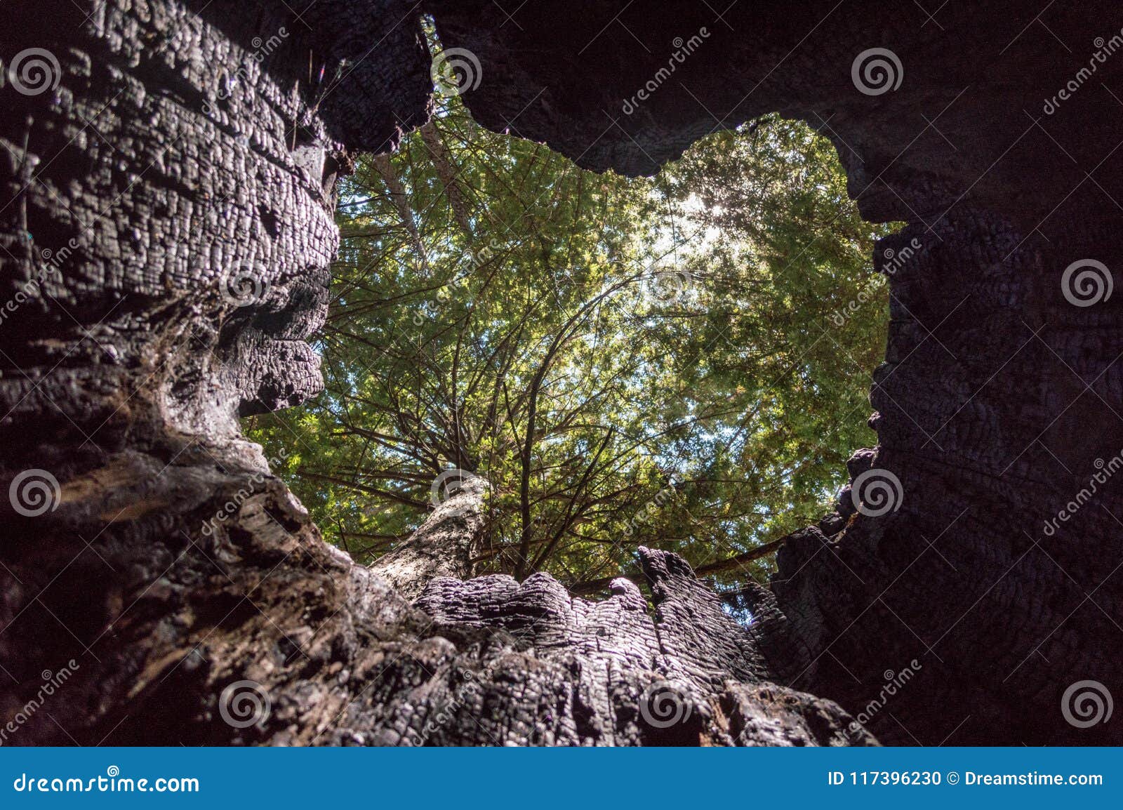 Dead Redwood Shell Looking Towards the Sky Stock Photo - Image of ...