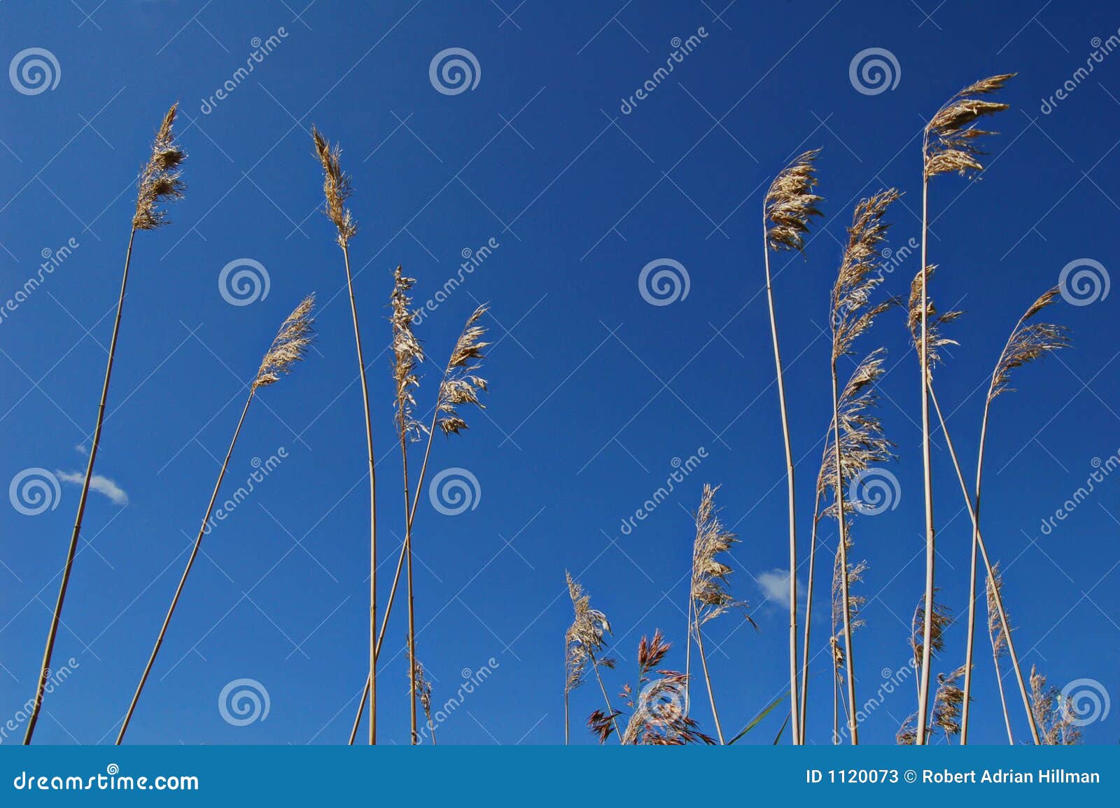 Dead reeds stock image. Image of reed, upright, wither - 1120073