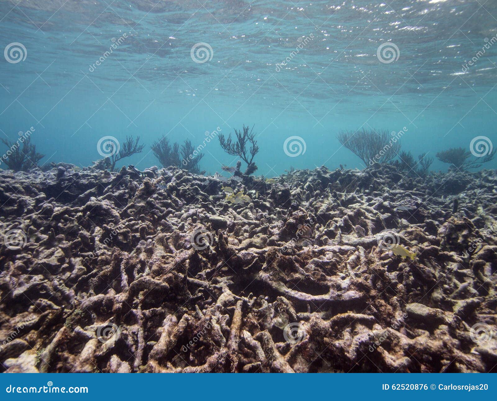 Dead Coral Reefs And Rock Gravels At Koh Kham Sattahip Stock Photo ...