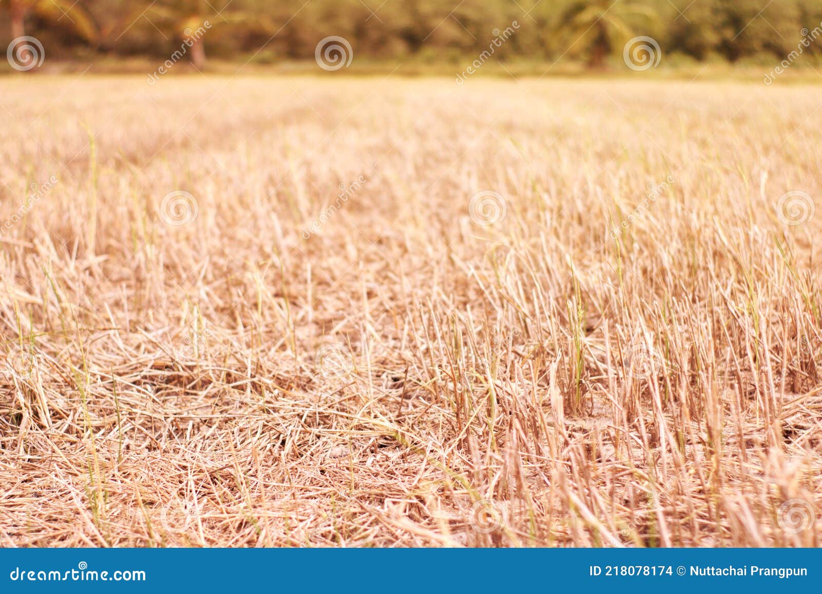 The Dead Rice Plant in the Barren Fields. Stock Photo - Image of dead ...