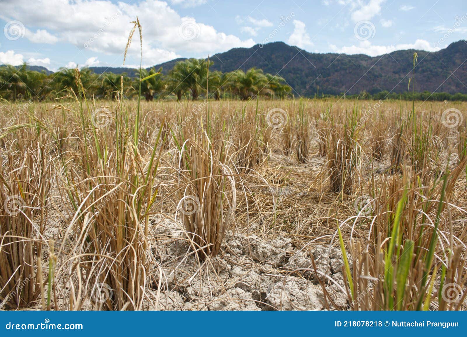 The Dead Rice Plant in the Barren Fields. Stock Photo - Image of tree ...