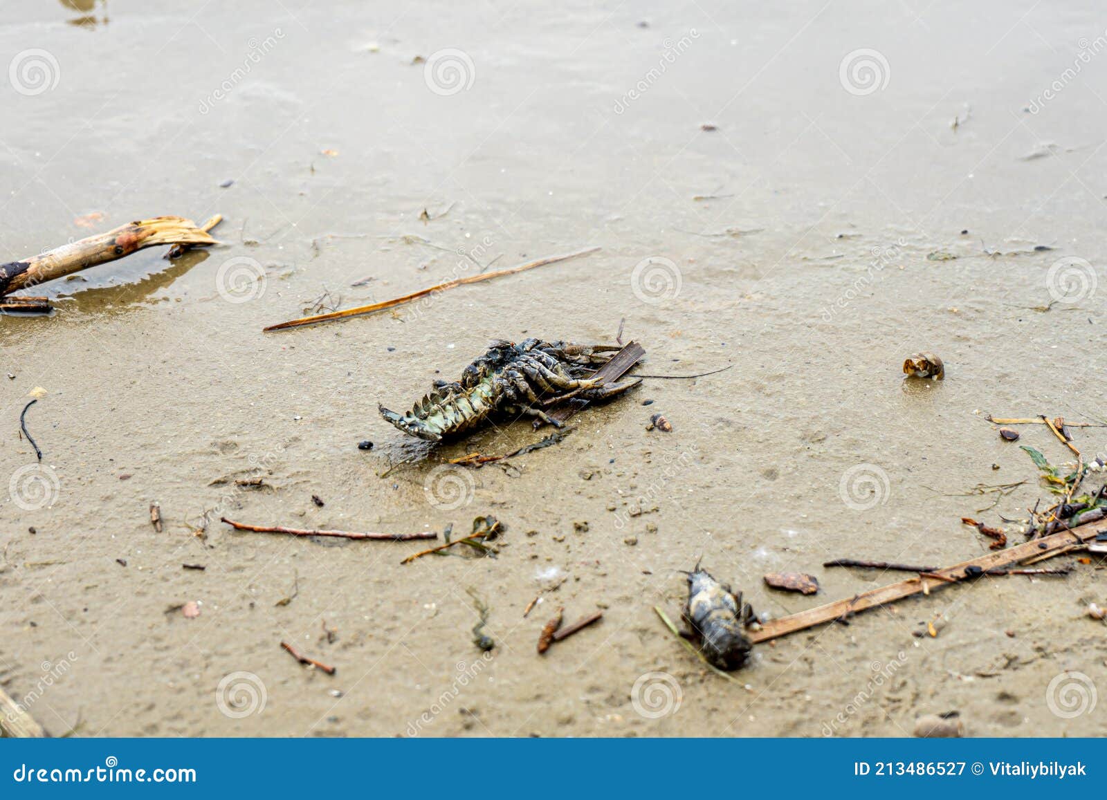 Dead river crayfish stock image. Image of abstract, cancer - 213486527