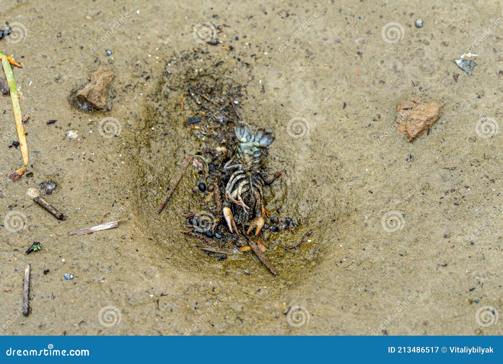 Dead river crayfish stock image. Image of food, lakeshore - 213486517