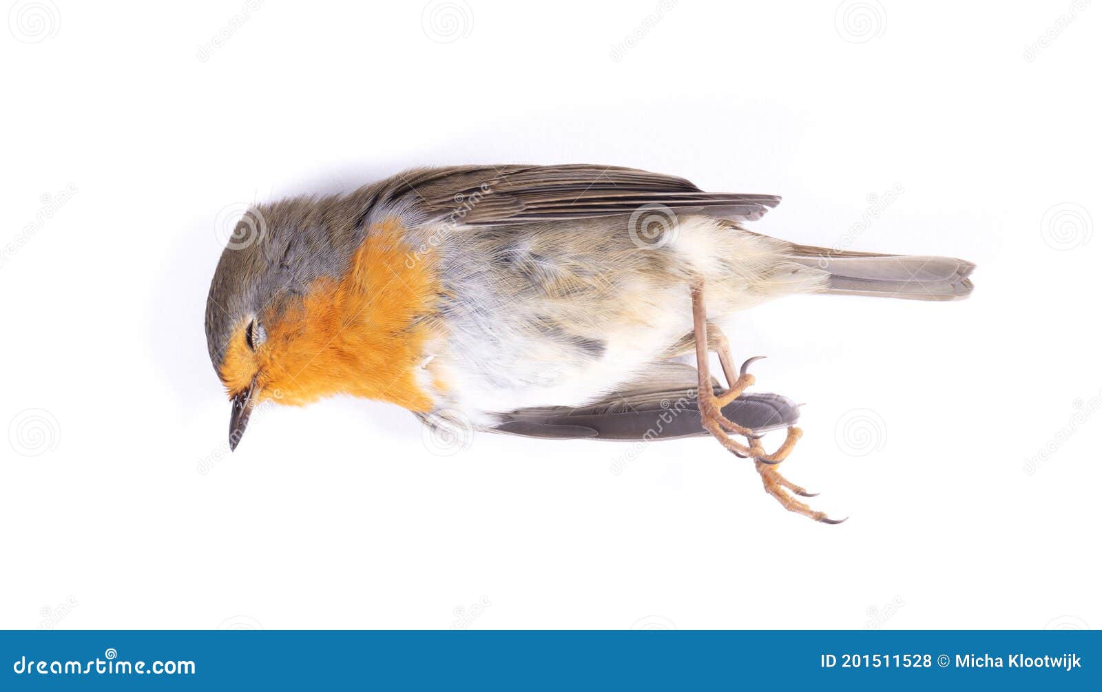 Dead robin red breast bird stock photo. Image of deceased - 201511528